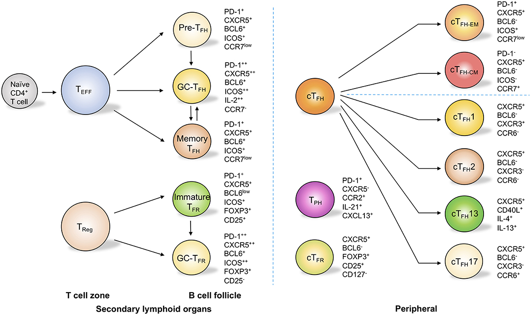 Helper T Cell Helper T Cell