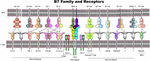 Frontiers | The Role of B7 Family Molecules in Maternal–Fetal Immunity ...