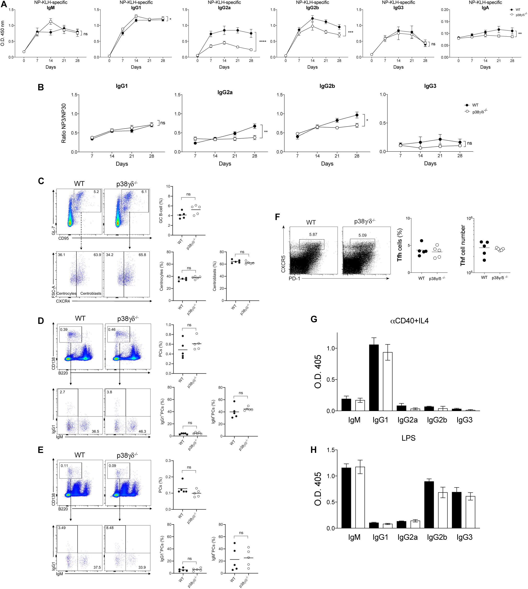 Frontiers B Cell Development And T Dependent Antibody Response Are