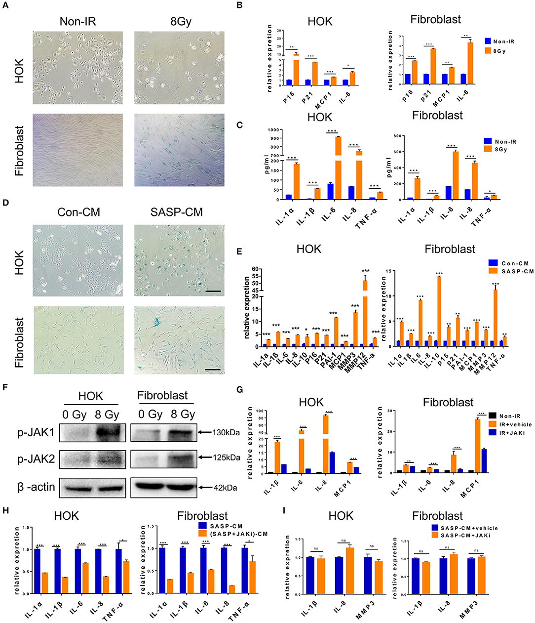 Frontiers Senolytics Dq Mitigates Radiation Ulcers By Removing