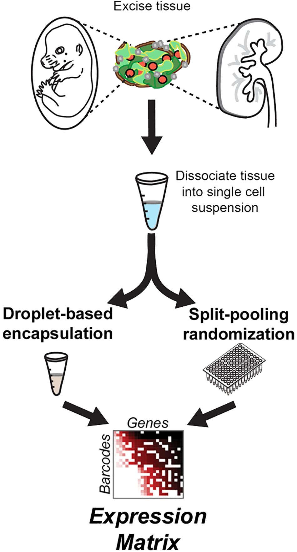 Massively Parallel Single Cell Rna Seq For Marker Free Decomposition Of ... Massively Parallel Single Cell Rna Seq For Marker Free Decomposition Of ...