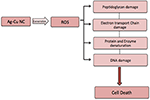 Frontiers | Olax scandens Mediated Biogenic Synthesis of Ag-Cu ...