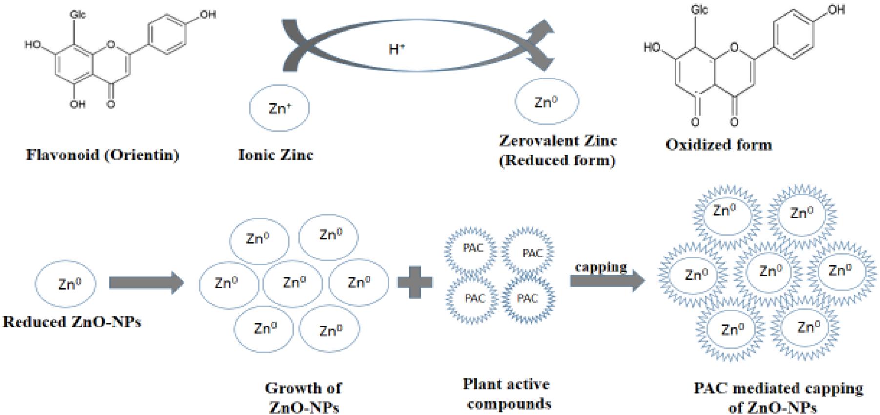 Synthesis Of ZnO Nanoparticles Synthesis Of ZnO Nanoparticles
