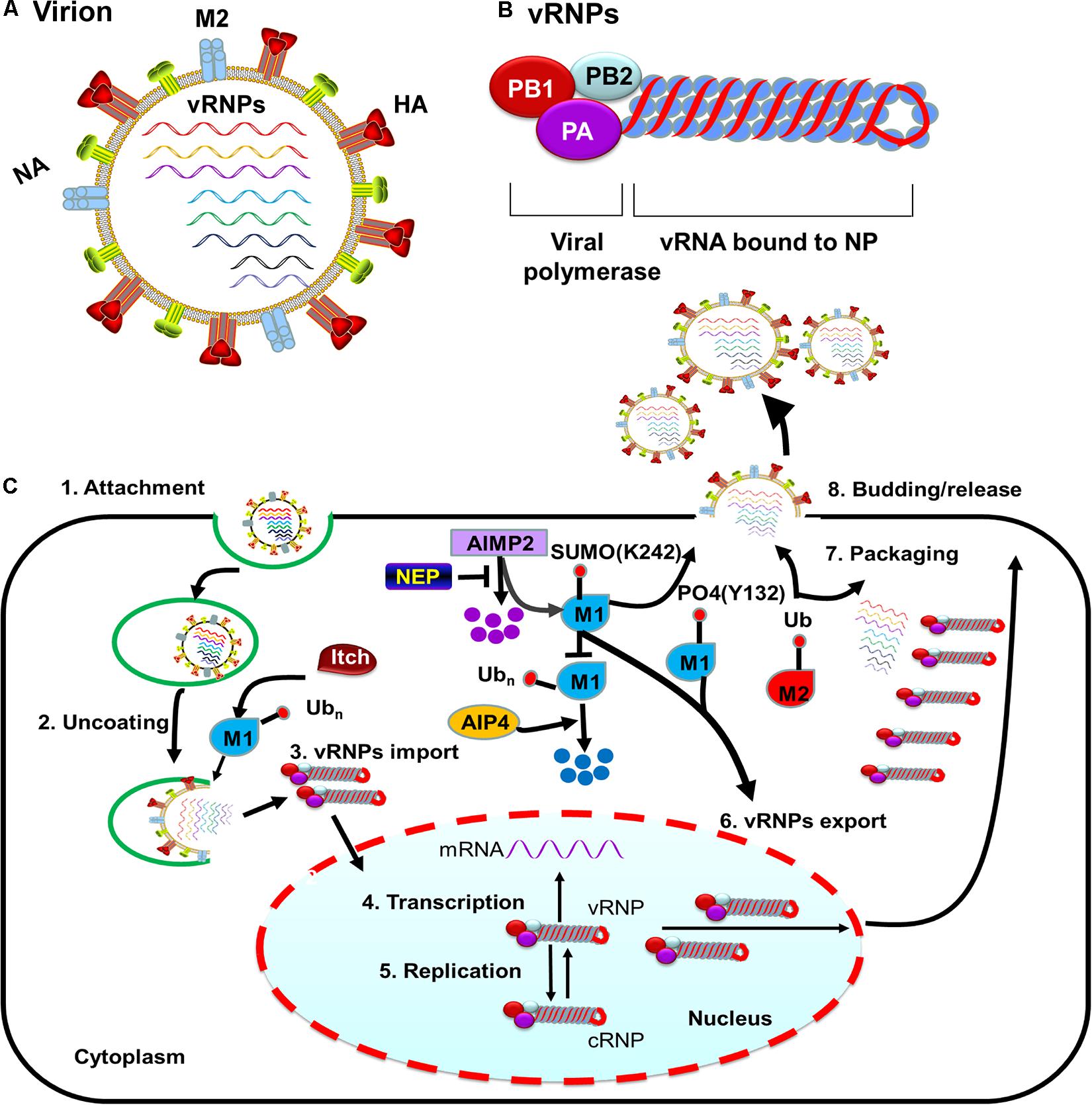Frontiers Role Of Post Translational Modifications In Influenza A
