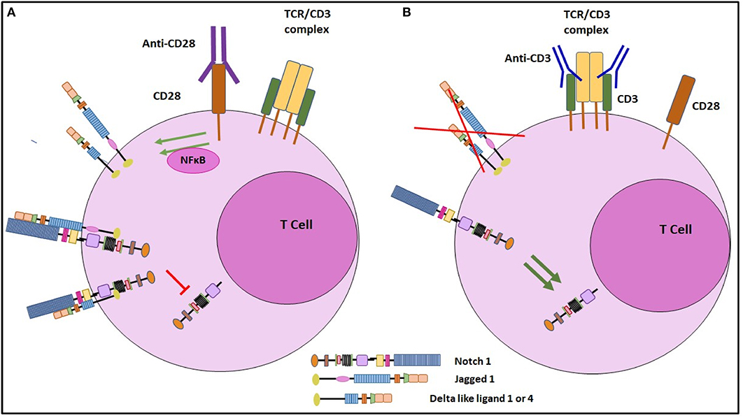 Frontiers Cd28 Signaling Drives Notch Ligand Expression On Cd4 T Cells