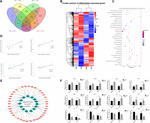 Frontiers | Long Non-coding RNA H19 Regulates Porcine Satellite Cell ...