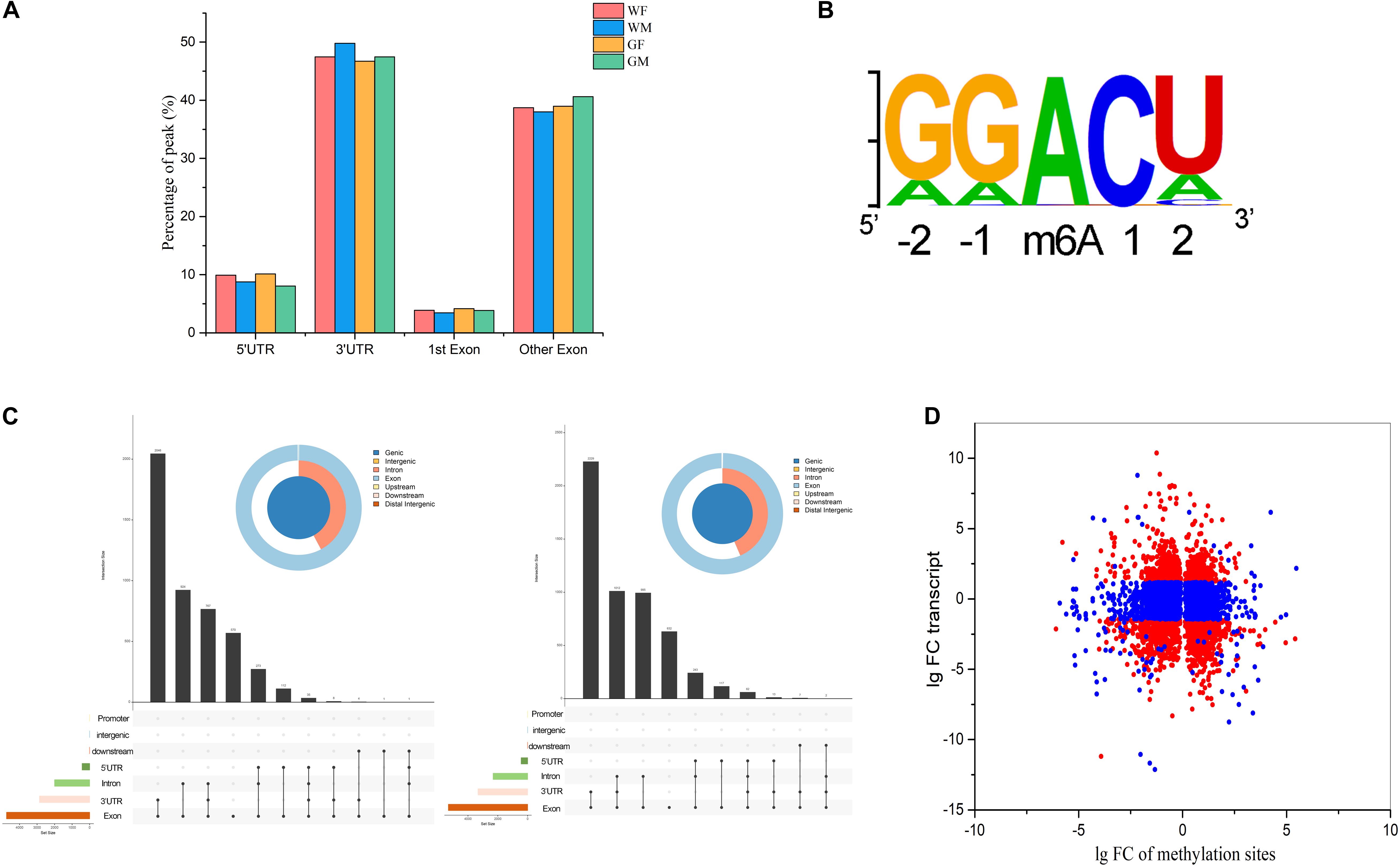 Frontiers Sex Dependent Rna Editing And N6 Adenosine Rna Methylation