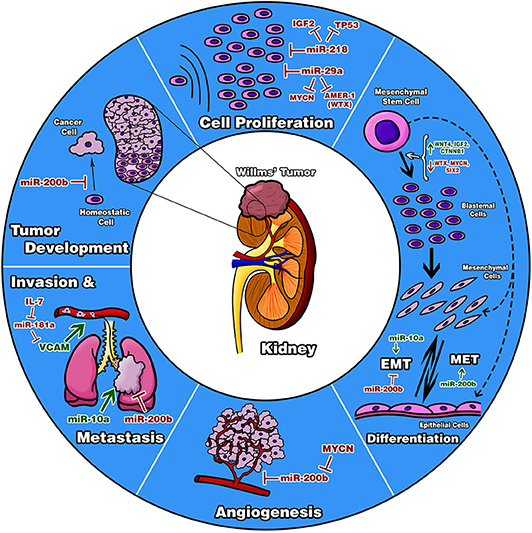 Pathway Wilms Tumor