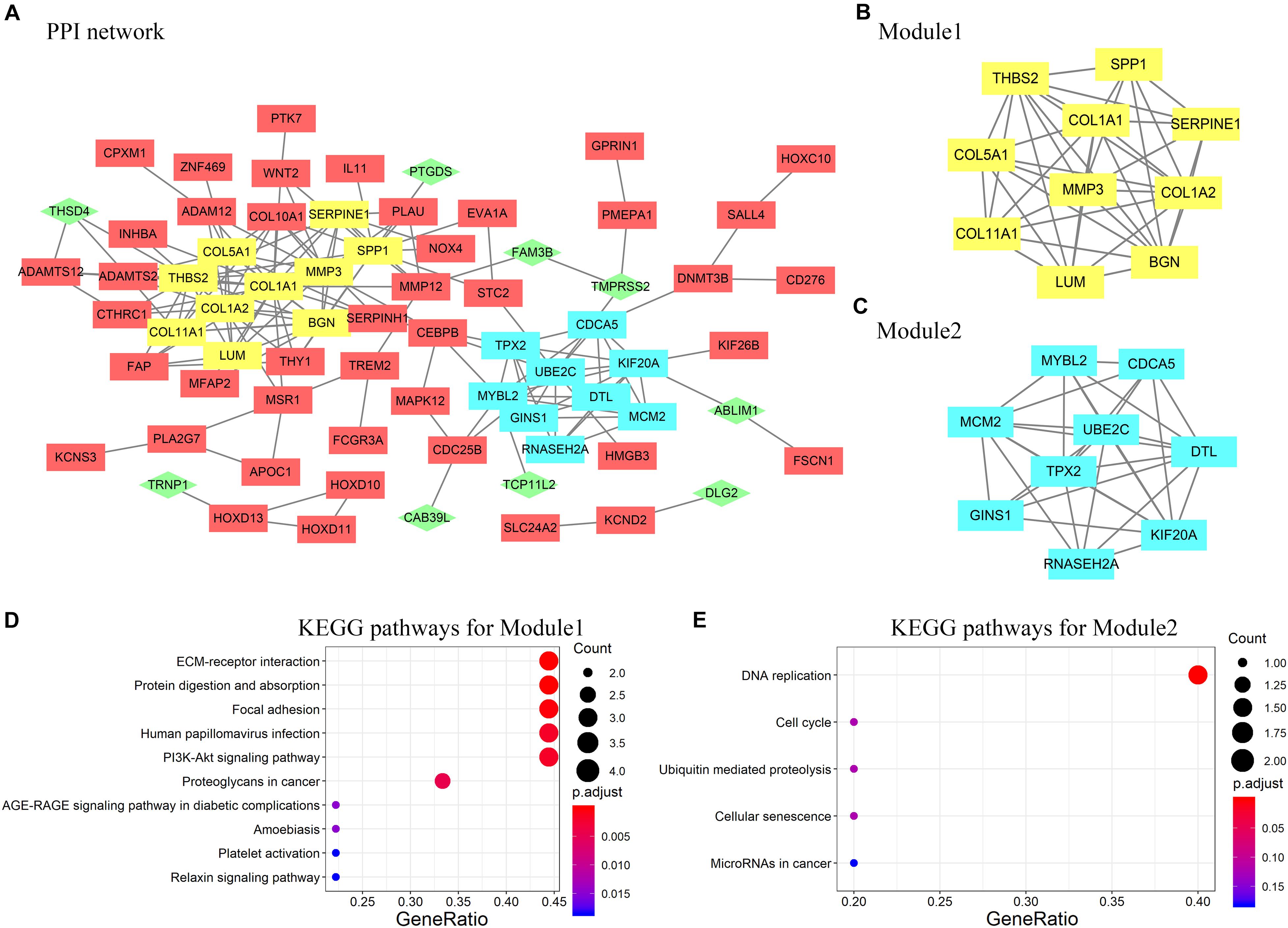 Frontiers Identification And Validation Of Potential Pathogenic Genes