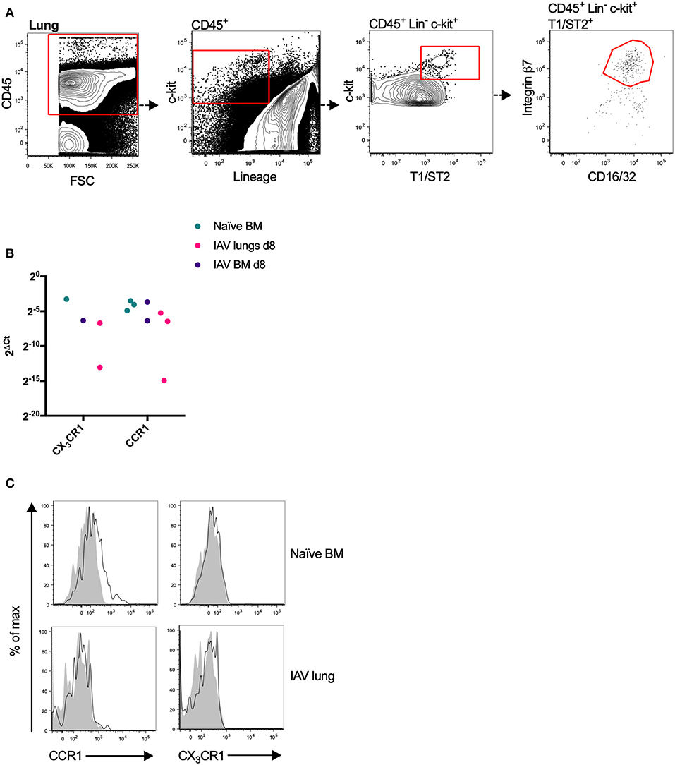Frontiers Localization Specific Expression Of Ccr1 And Ccr5 By Mast