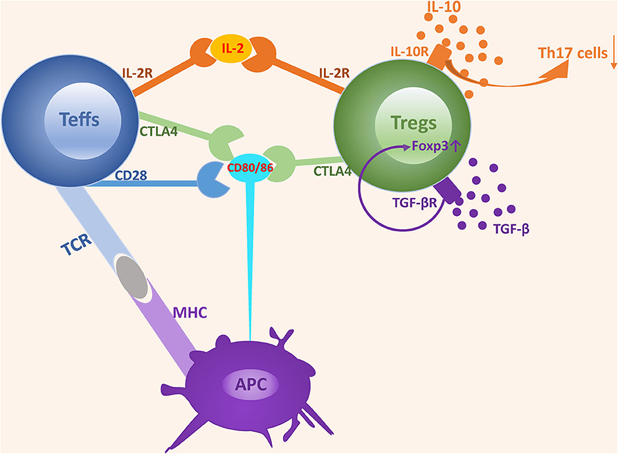 Frontiers Role Of Regulatory T Cells In Regulating Fetal Maternal
