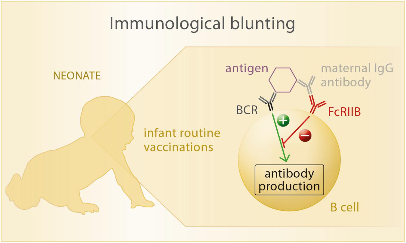 Frontiers Vertically Transferred Immunity In Neonates Mothers