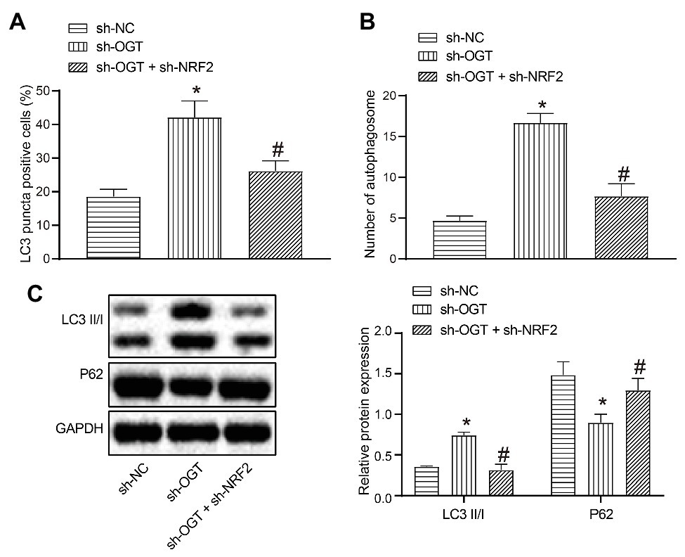 Frontiers | OGT-Mediated KEAP1 Glycosylation Accelerates NRF2 ...