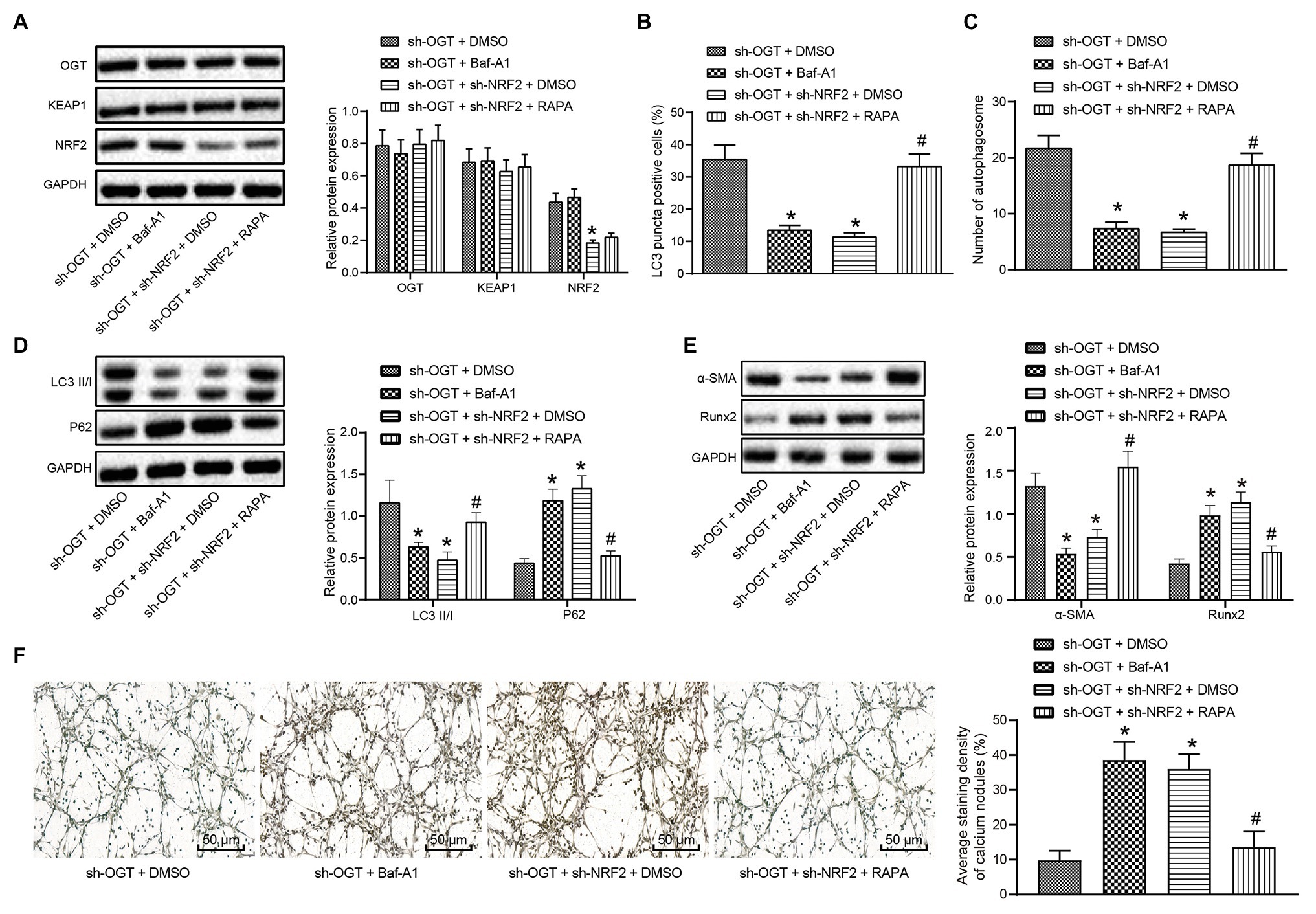 Frontiers | OGT-Mediated KEAP1 Glycosylation Accelerates NRF2 ...