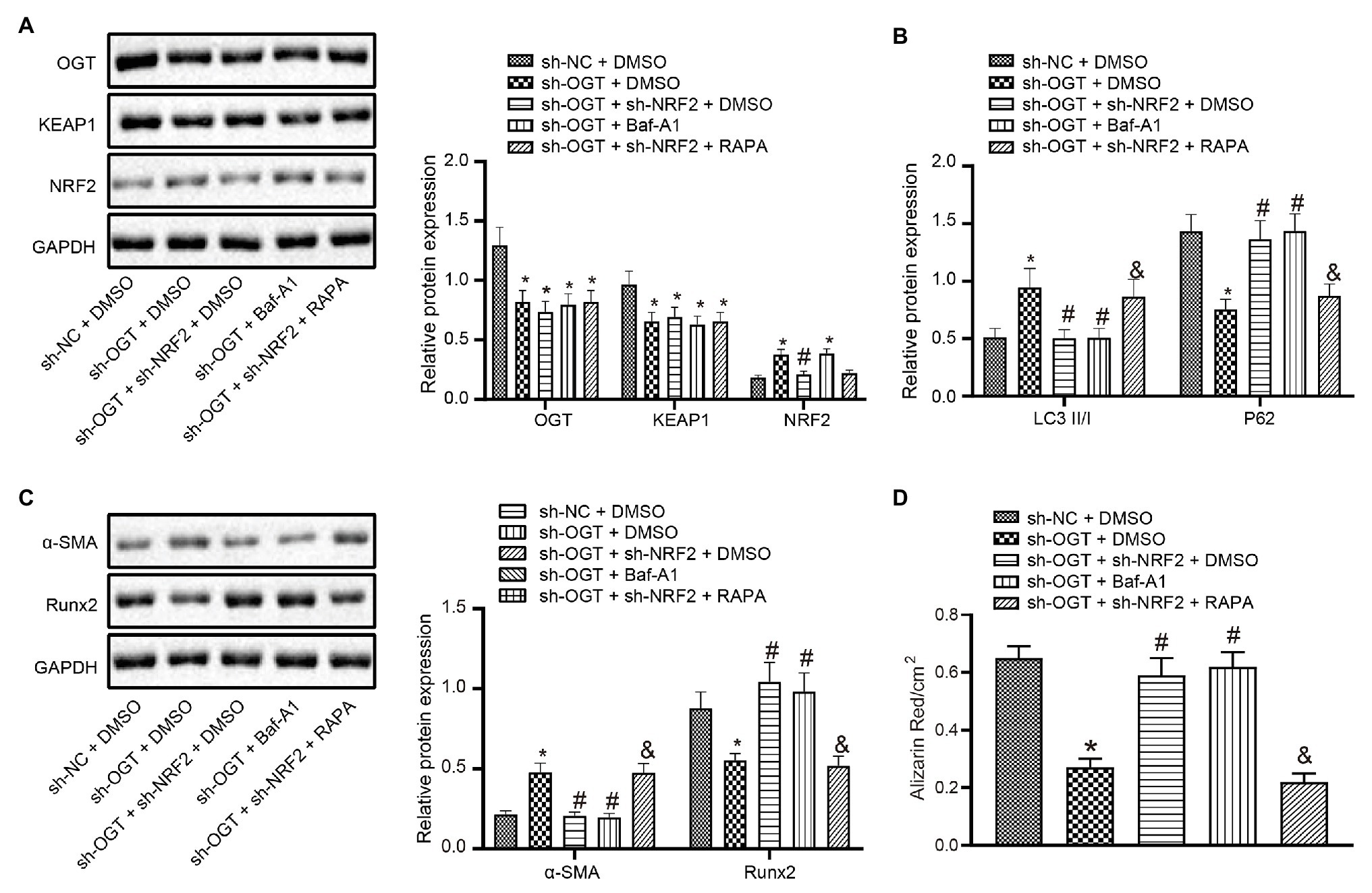Frontiers | OGT-Mediated KEAP1 Glycosylation Accelerates NRF2 ...