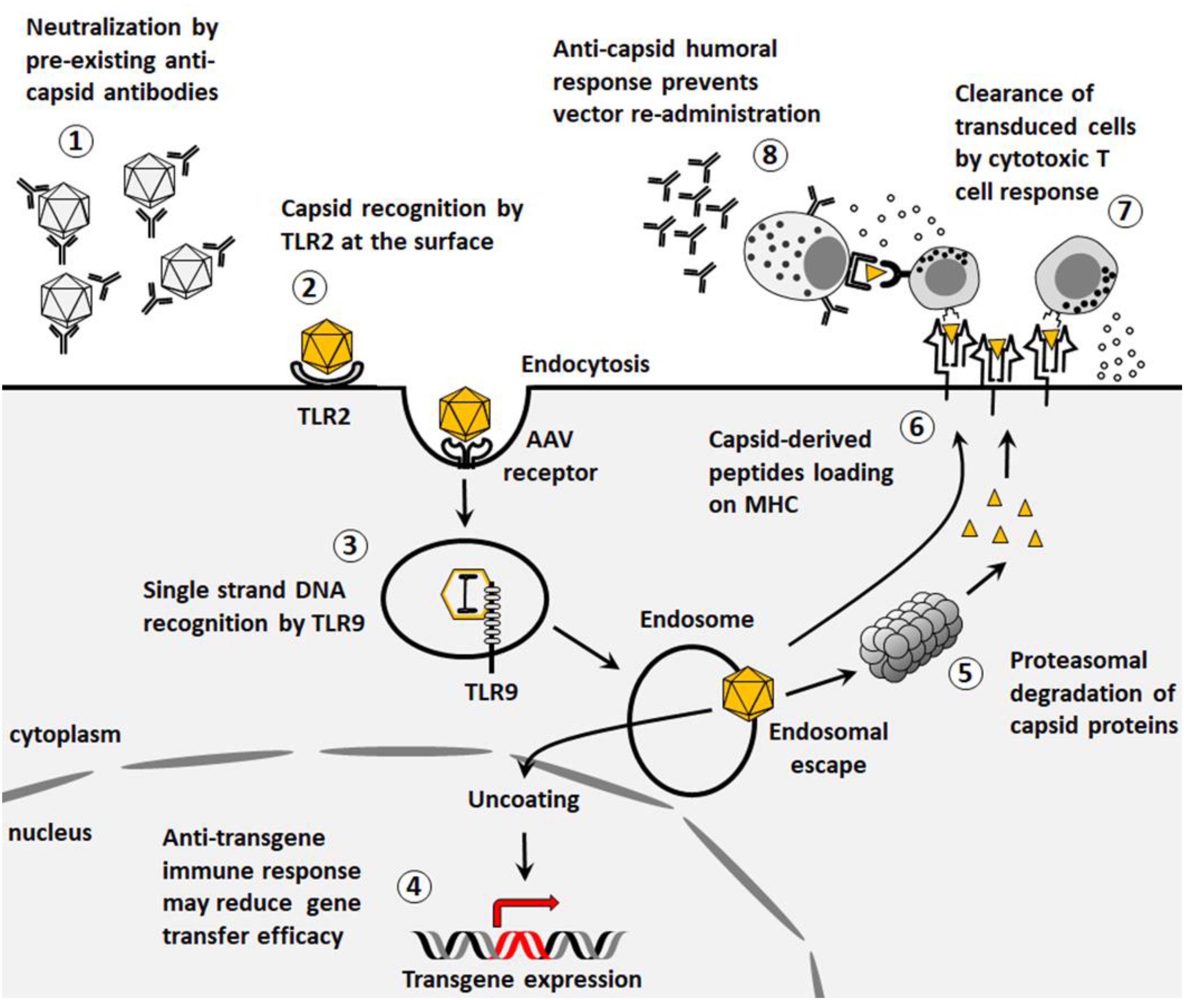 Adeno Associated Virus Aav For Cell And Gene Therapy 