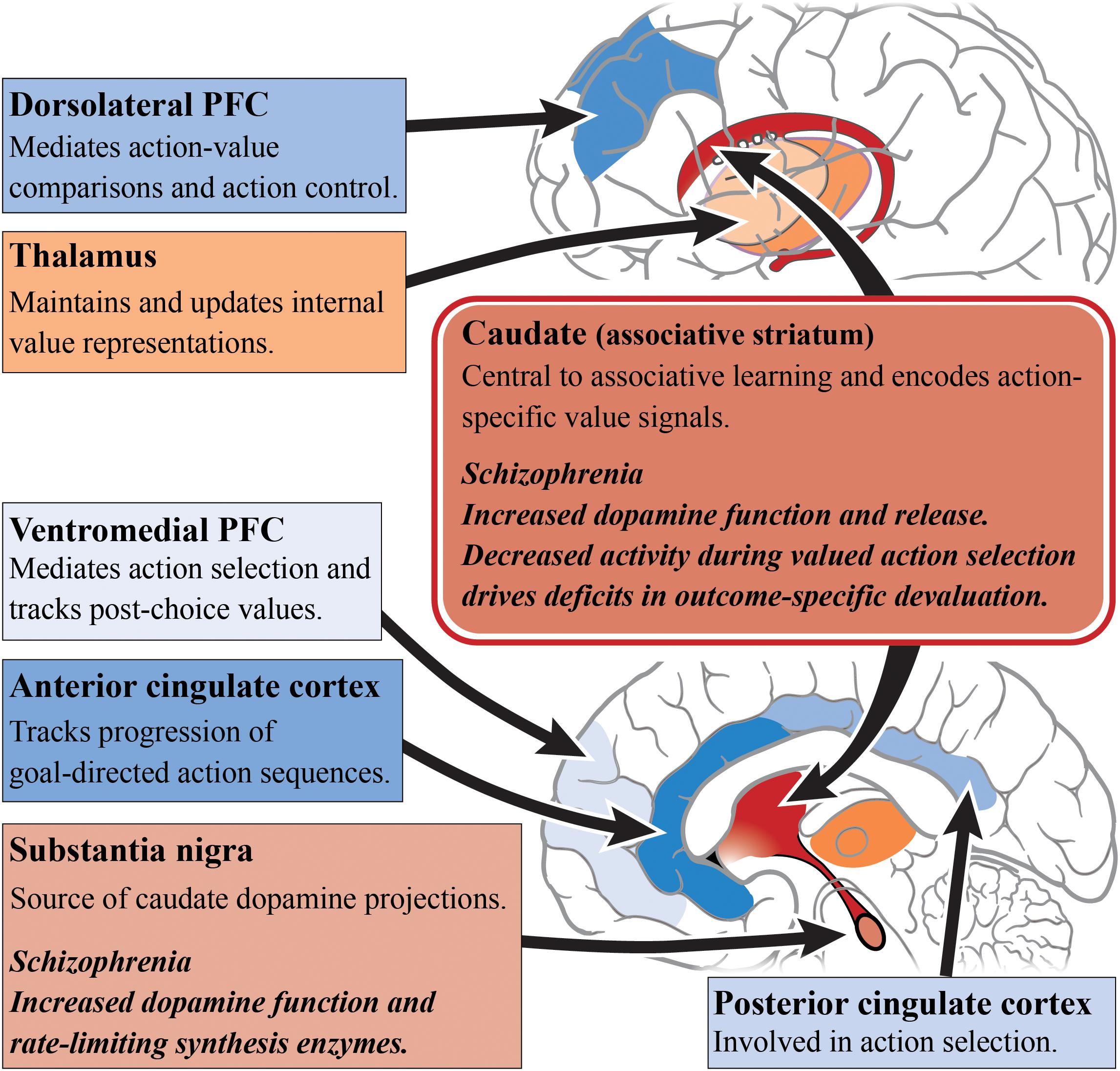 Frontiers Subcortical Dopamine And Cognition In Schizophrenia 