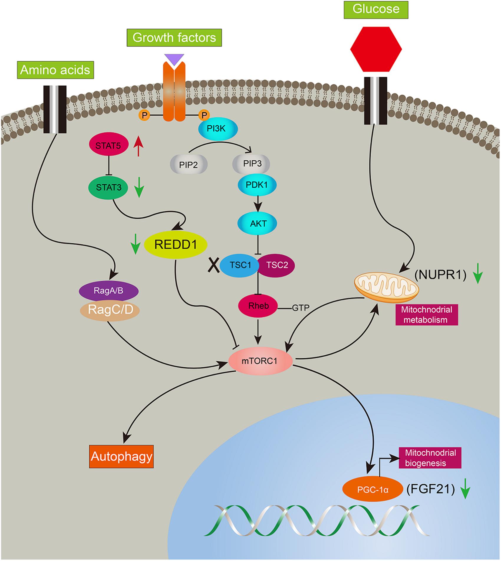 Runx1 Egfr Pathway Contributes To Stat3 Activation And 55 Off