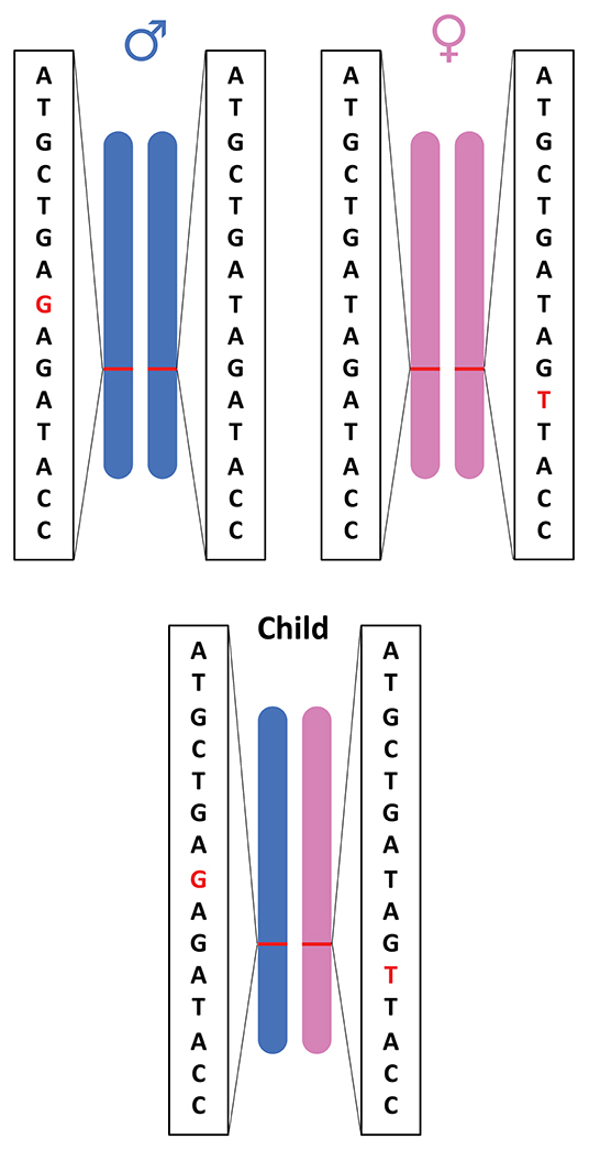 Heterozygous Definition