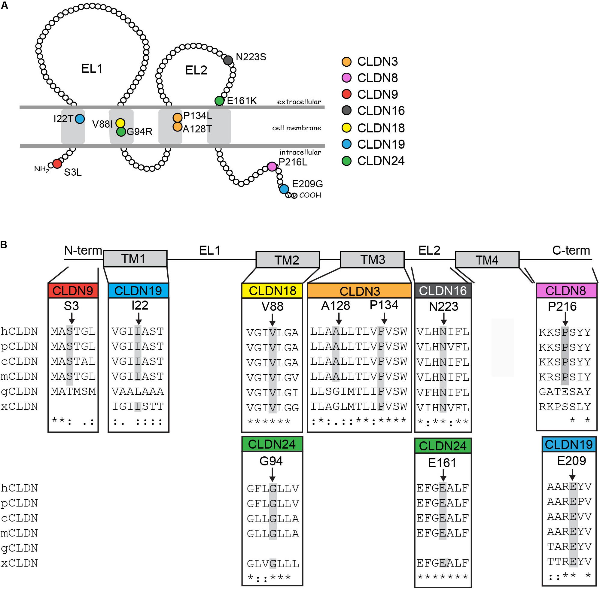 Frontiers Functional Validation Of Cldn Variants Identified In A