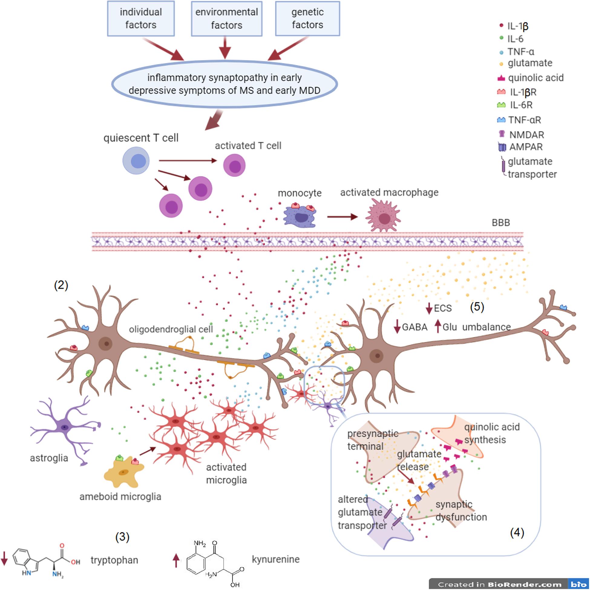 Frontiers Inflammation Associated Synaptic Alterations As Shared