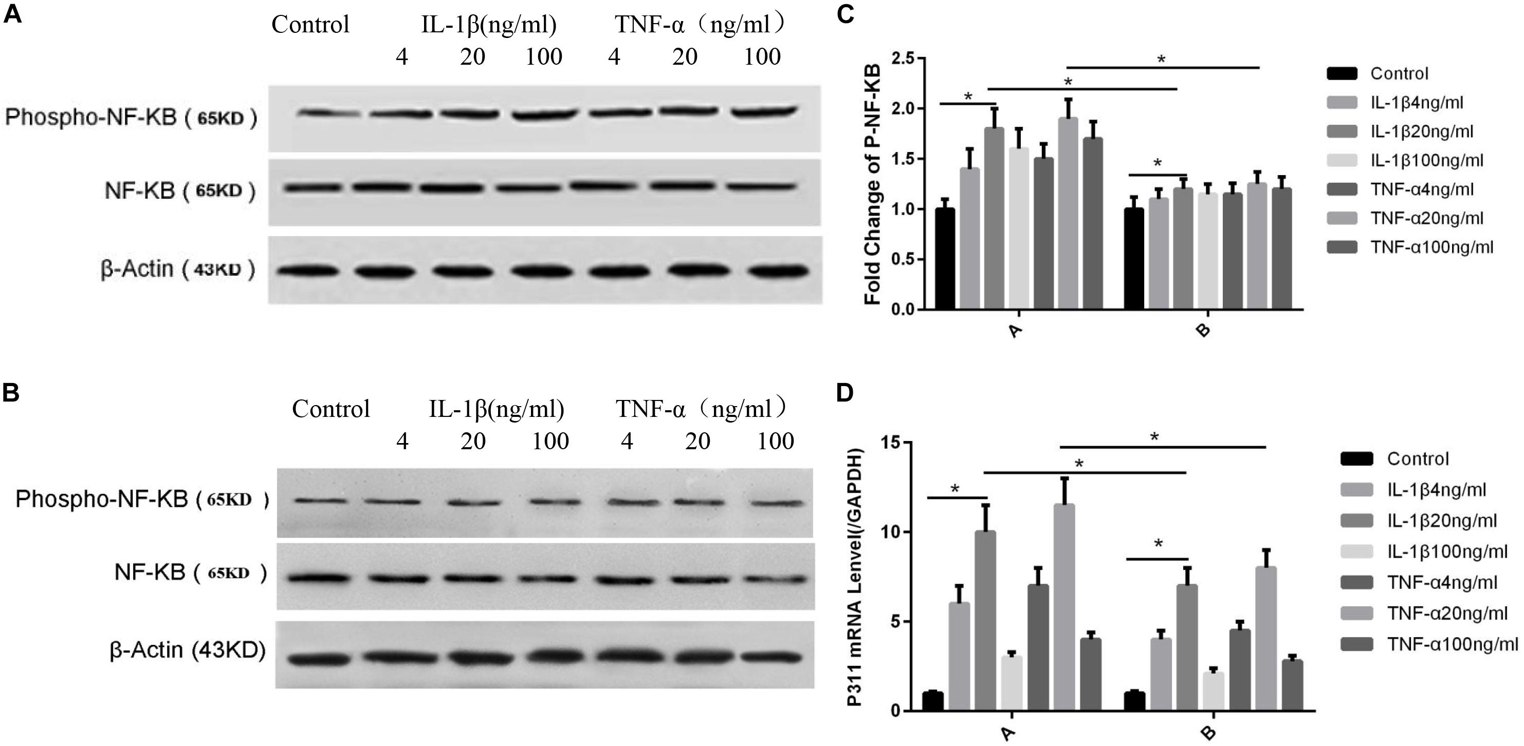 Frontiers Effects Of Il 1β And Tnf α On The Expression Of P311 In
