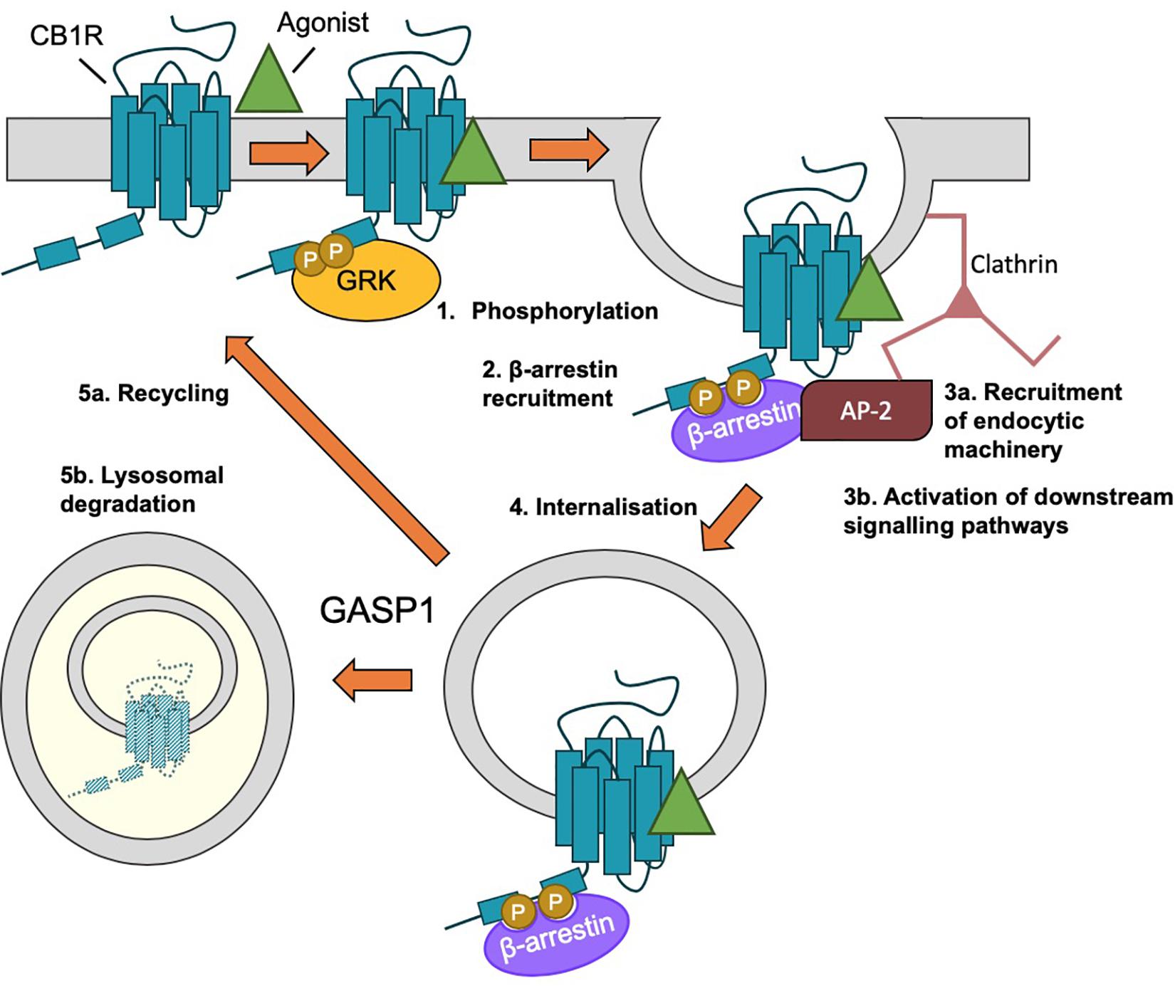 Frontiers | Protein Interactors and Trafficking Pathways That Regulate the Cannabinoid Type 1 ...
