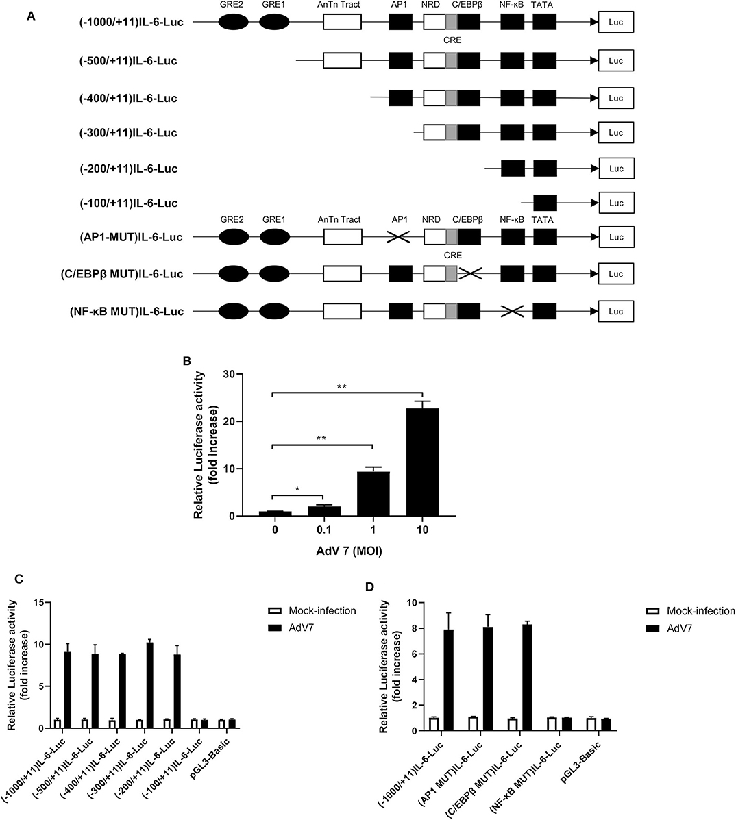 Frontiers Adenovirus 7 Induces Interlukin 6 Expression In Human