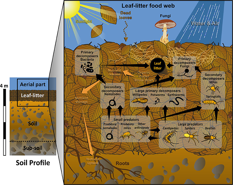 Studying The Activity Of Leaf Litter Fauna A Small World To Discover
