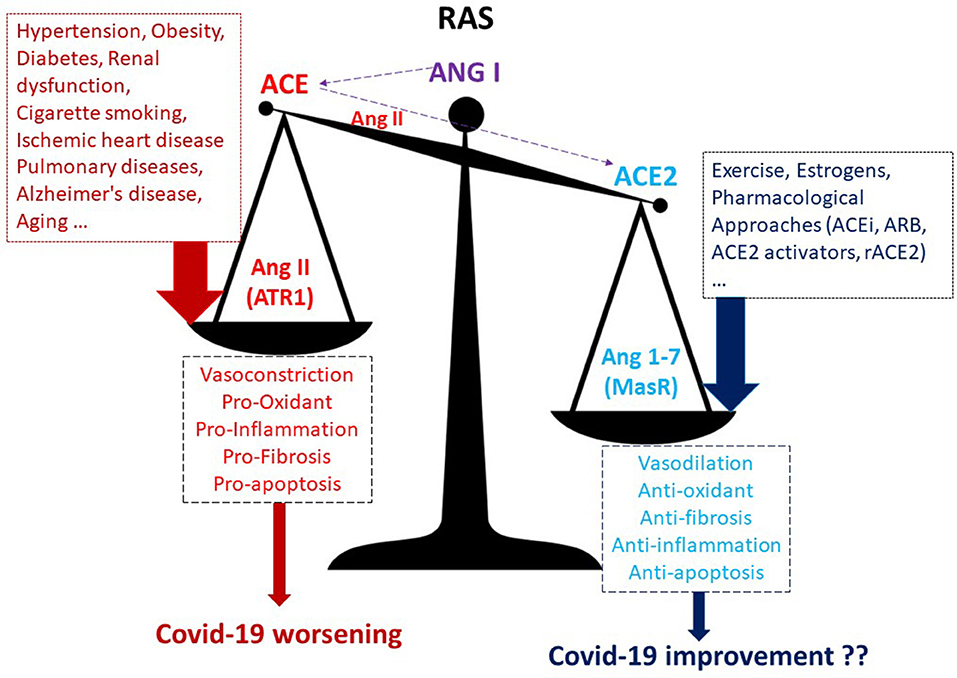 Frontiers ACE ACE2 Ratio A Key Also In 2019 Coronavirus Disease 