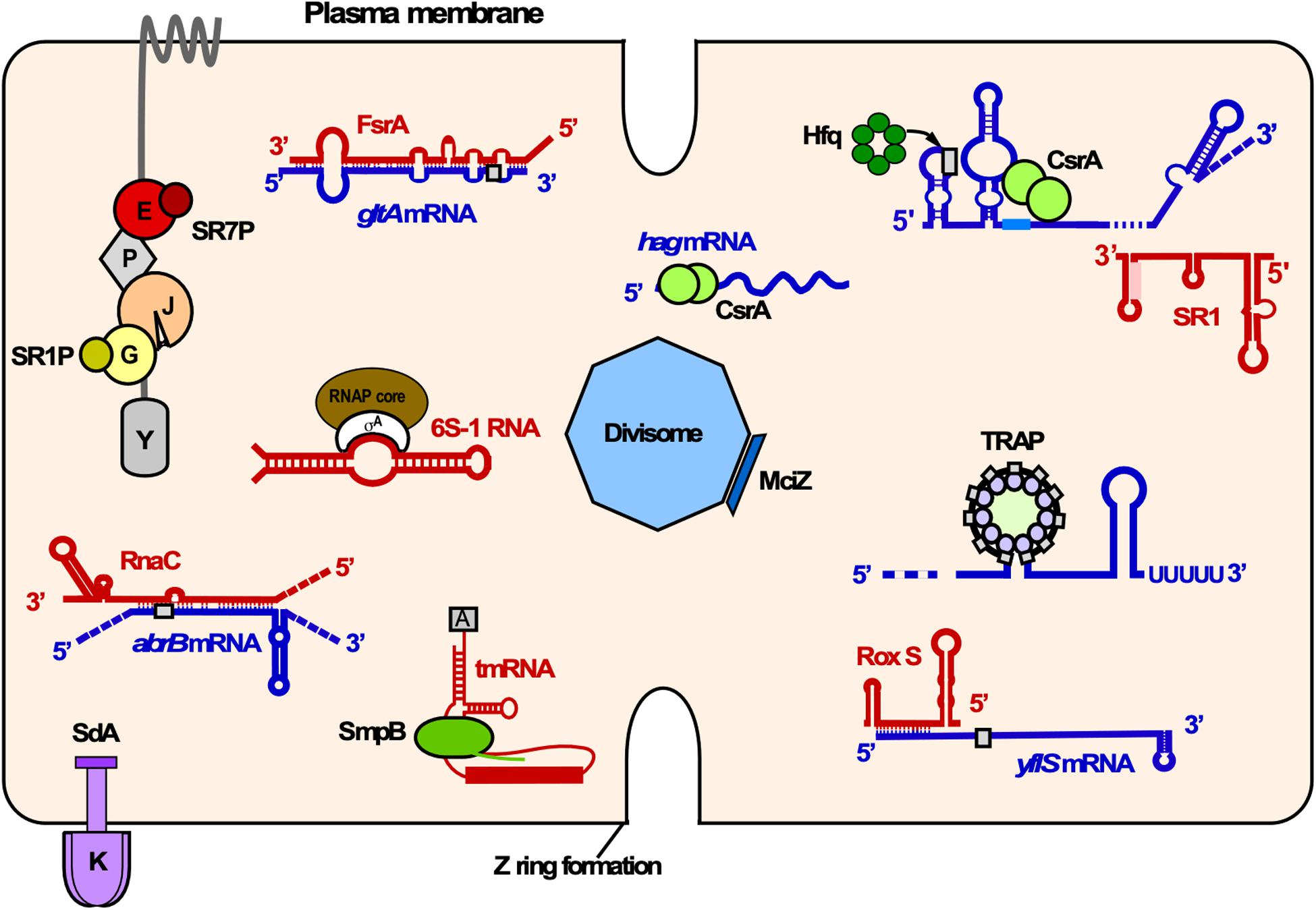Frontiers Intermolecular Communication In Bacillus Subtilis Rna Rna