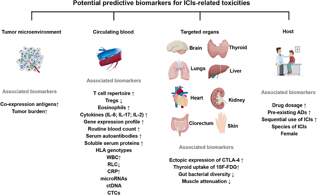 Frontiers Predictive Biomarkers Of Immune Checkpoint Inhibitors