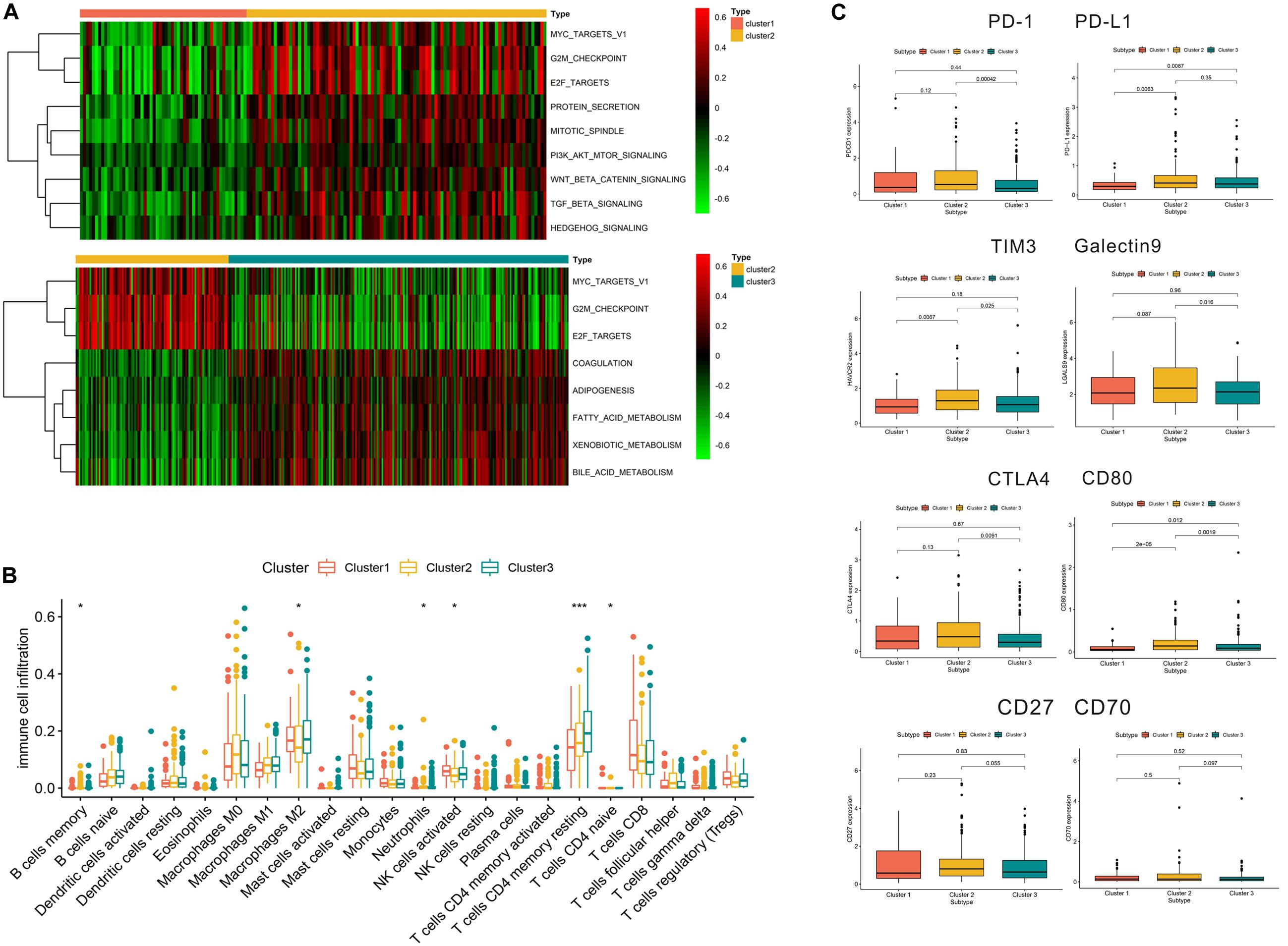 Frontiers Novel Molecular Subtypes Associated With 5mc Methylation