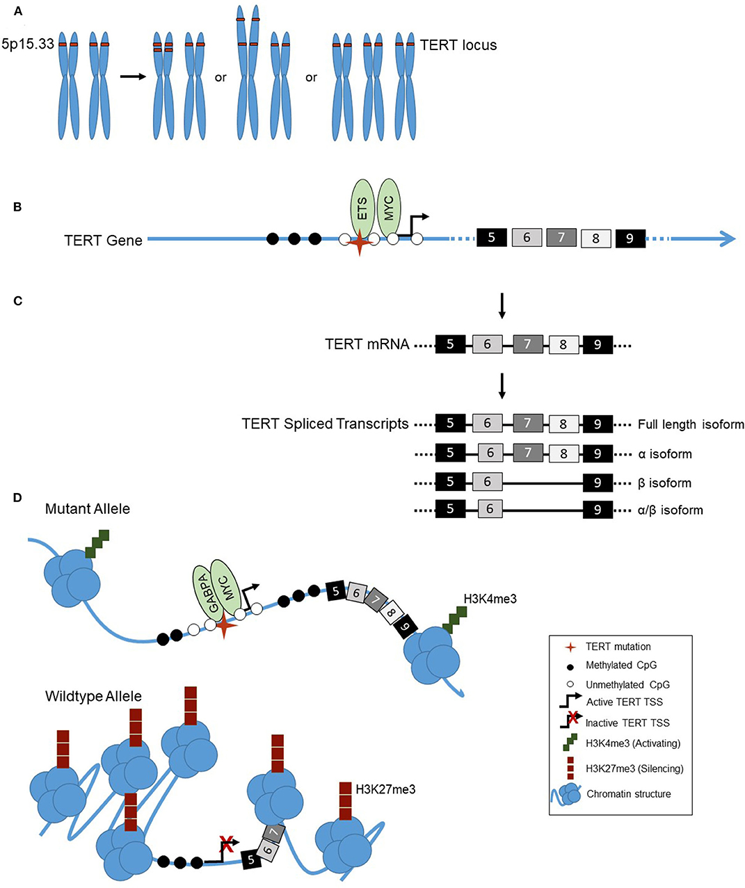 Frontiers Telomerase Reverse Transcriptase Tert Regulation In