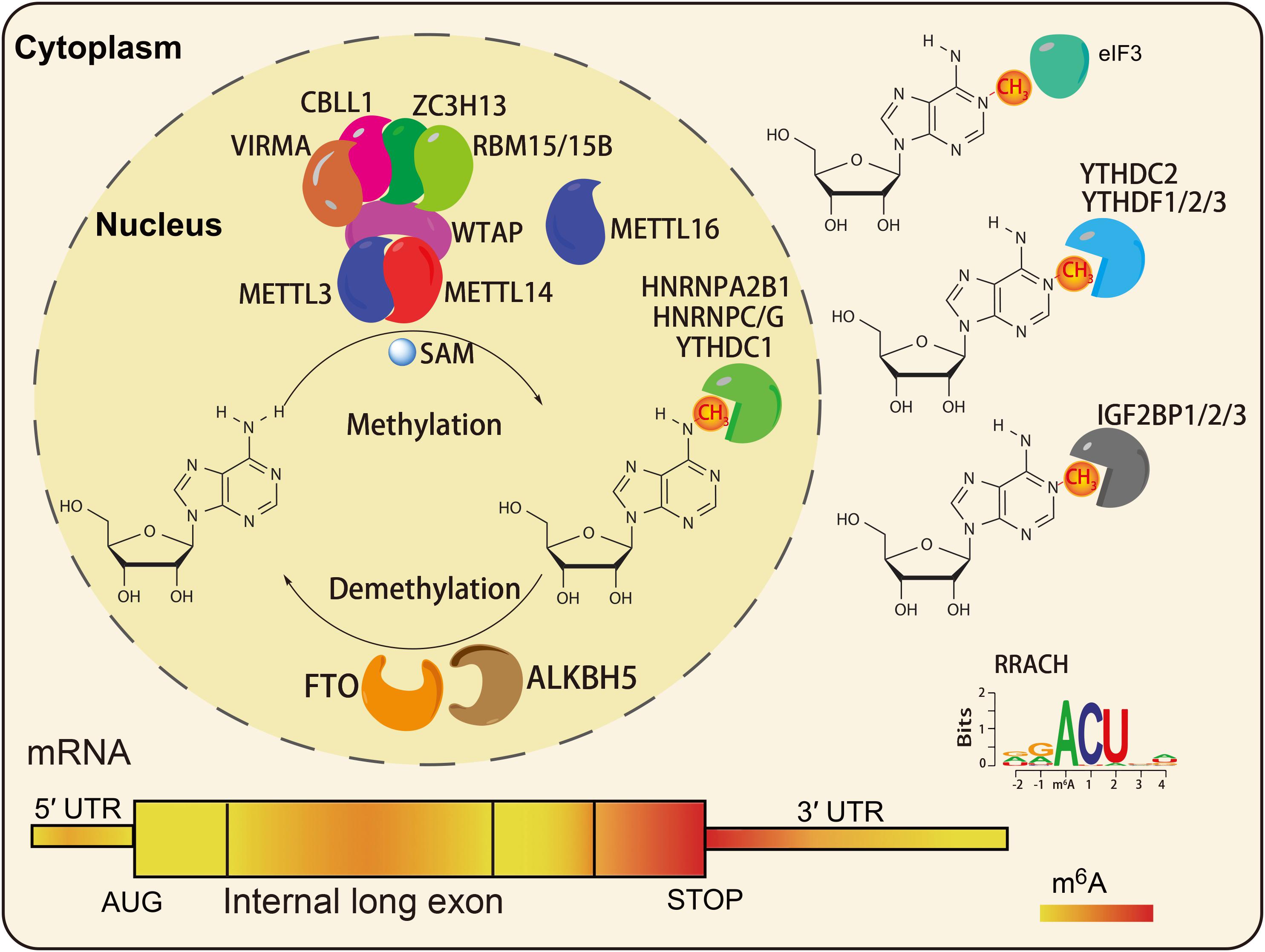 Frontiers Roles Of N6 Methyladenosine M6a In Stem Cell Fate
