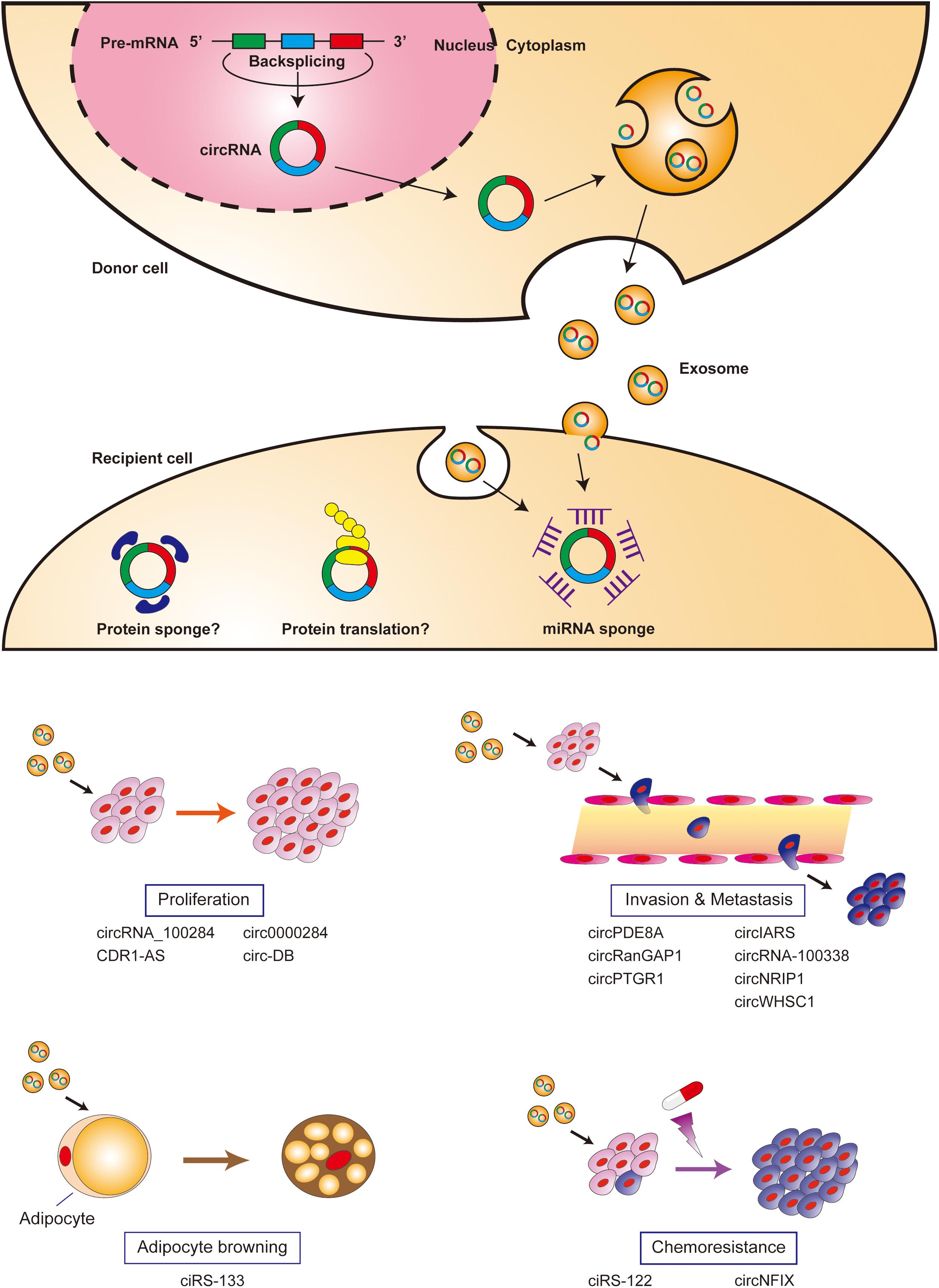 Frontiers Emerging Roles Of Exosomal Circular Rnas In Cancer