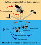 Frontiers | Pheromonal Regulation of the Reproductive Division of Labor ...