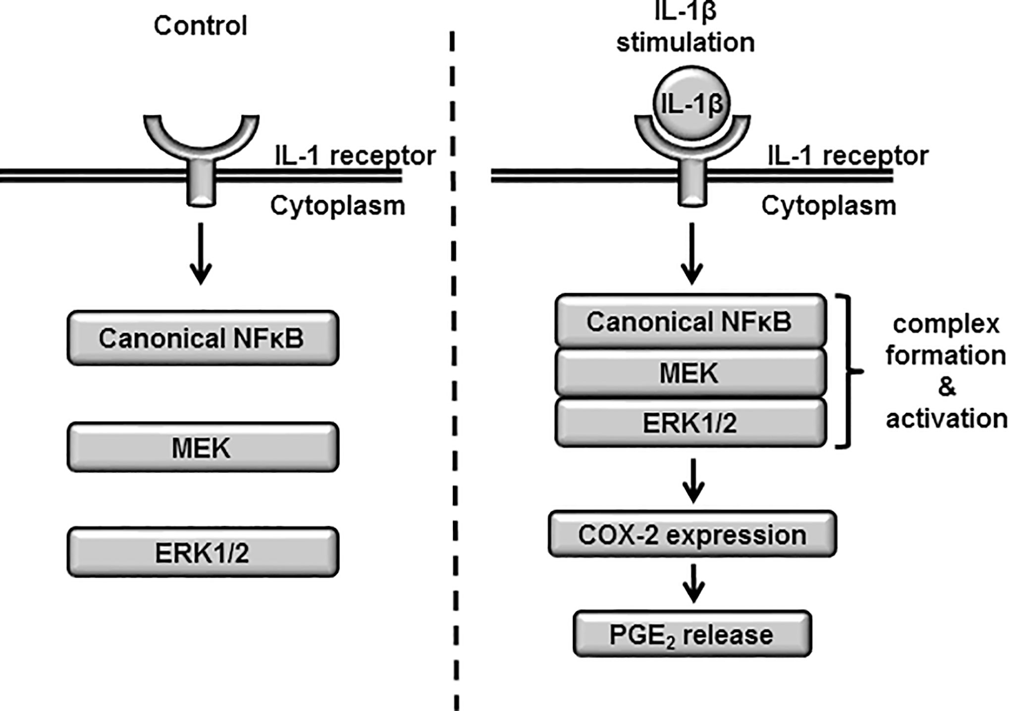 Frontiers Non Transcriptional And Translational Function Of Canonical