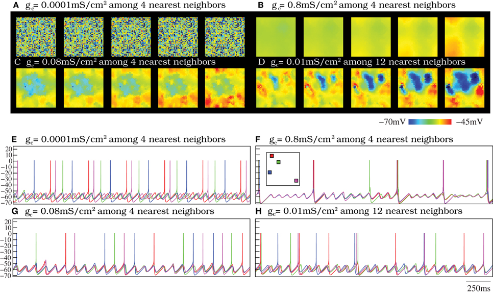 Frontiers Transient Dynamics And Rhythm Coordination Of Inferior