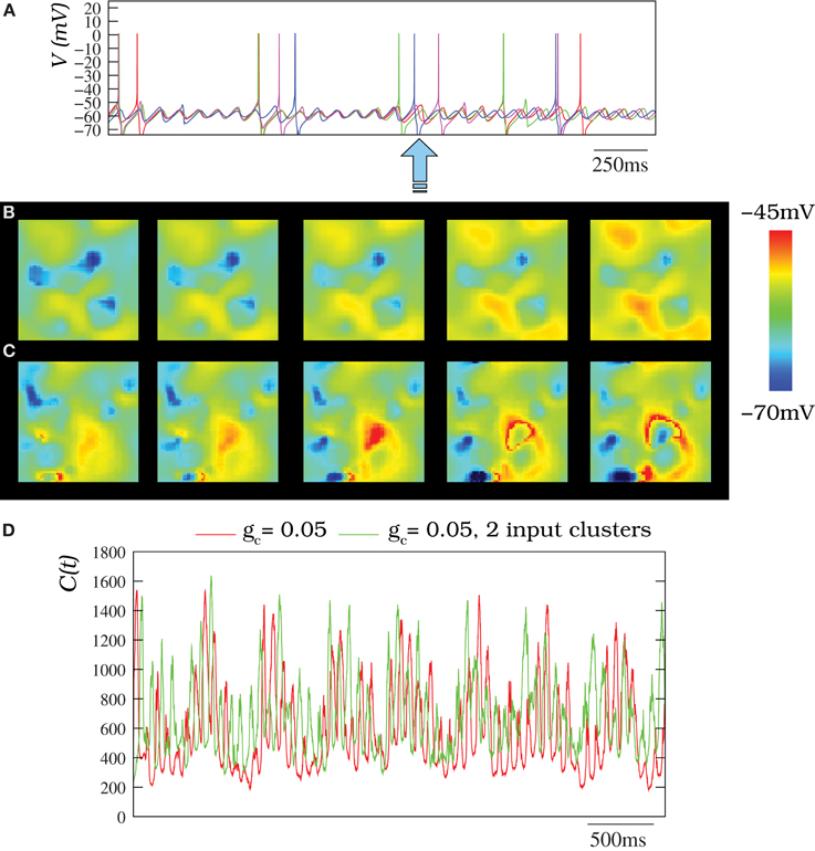 Frontiers Transient Dynamics And Rhythm Coordination Of Inferior