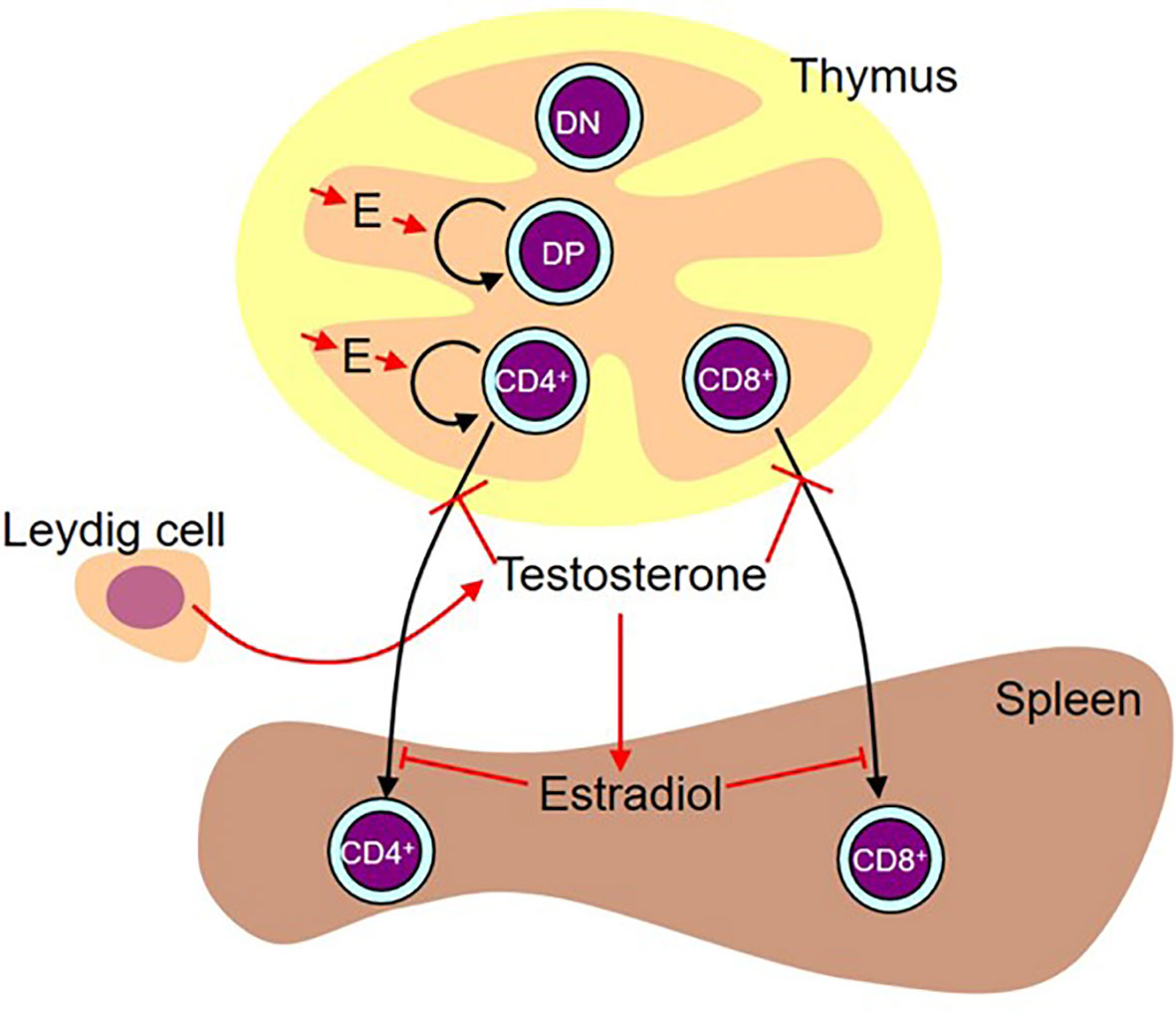 Frontiers Sex Differences In The Immune System Become Evident In The