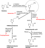 Frontiers | Histamine can be Formed and Degraded in the Human and Mouse ...