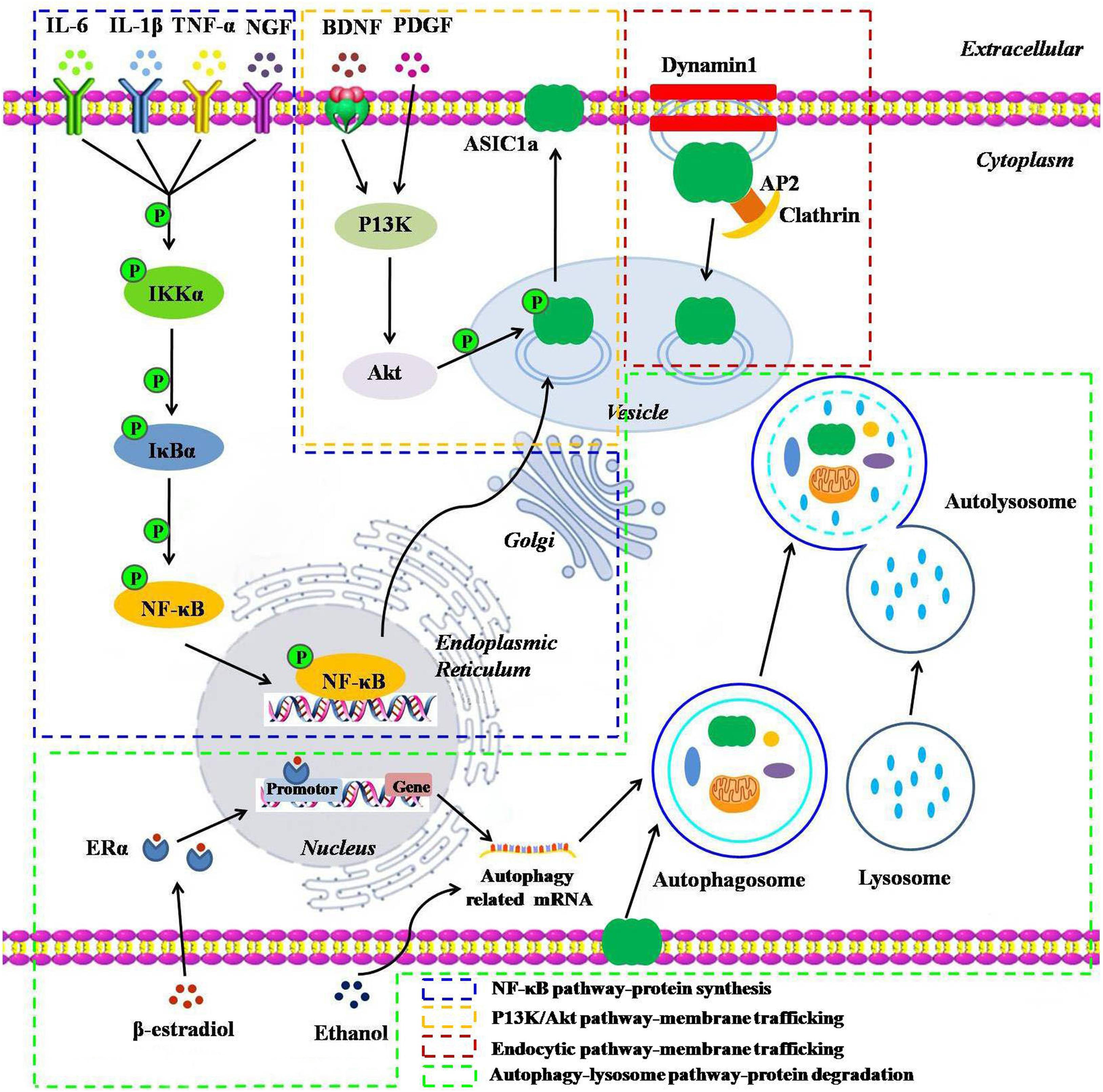 Schematic Representation Of Protein Synthesis And Deg - vrogue.co Schematic Representation Of Protein Synthesis And Deg - vrogue.co