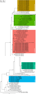 Frontiers | Diversity, Distribution and Phylogenetic Relationships of ...