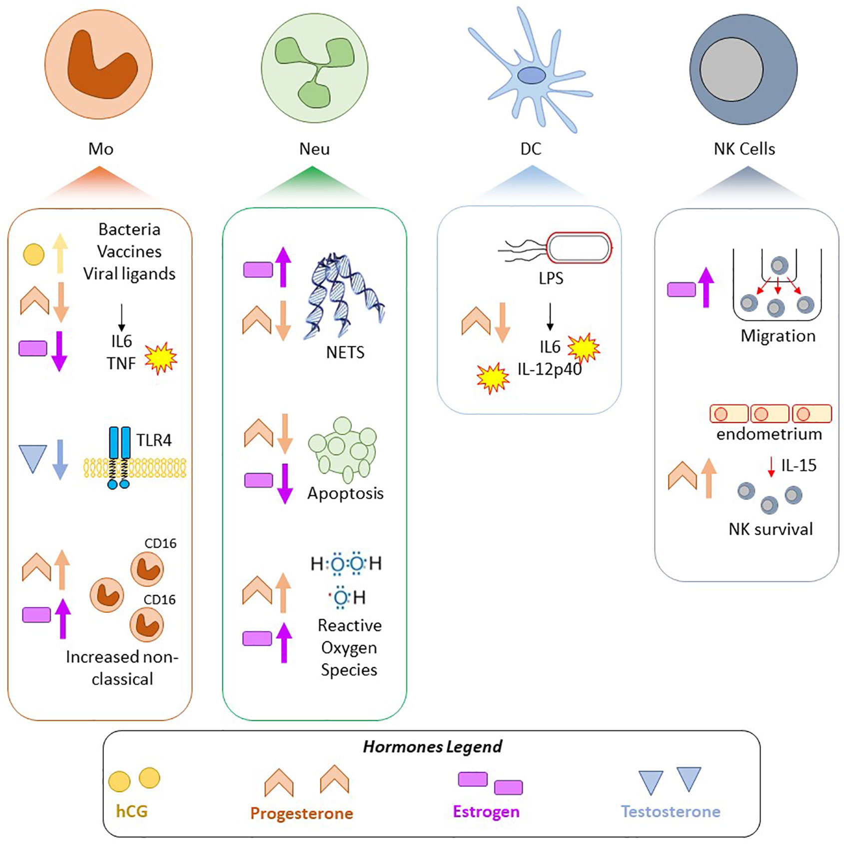 Frontiers Sexual Dimorphism In Innate Immunity The Role Of Sex Free