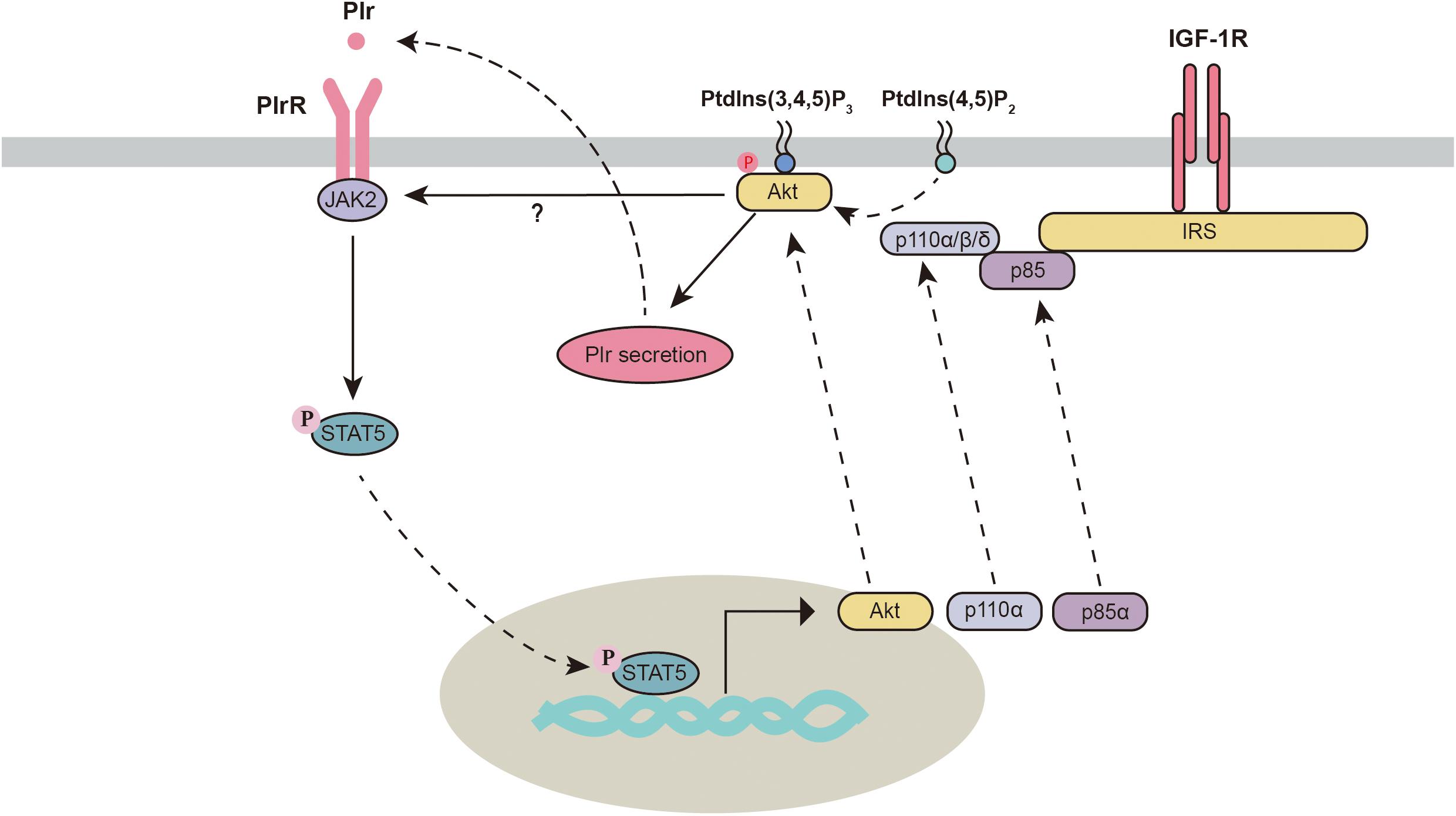 Jak Stat3 Pathway