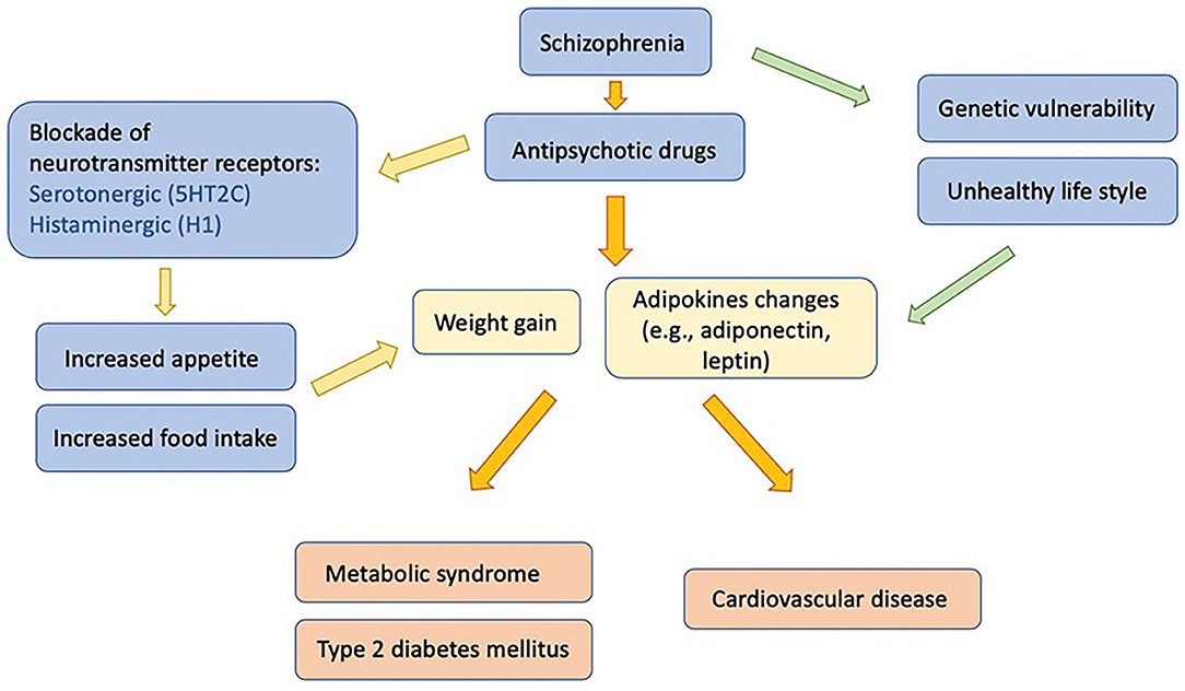 Frontiers The Role Of Adiponectin In The Pathogenesis Of Metabolic