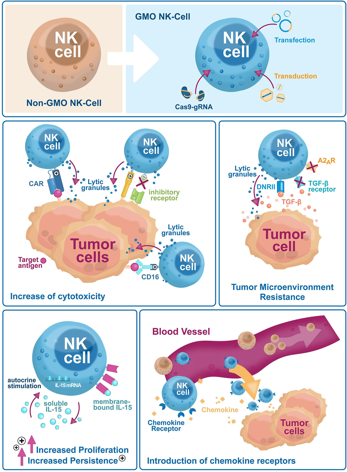 Frontiers Genetic Engineering Of Natural Killer Cells For Enhanced