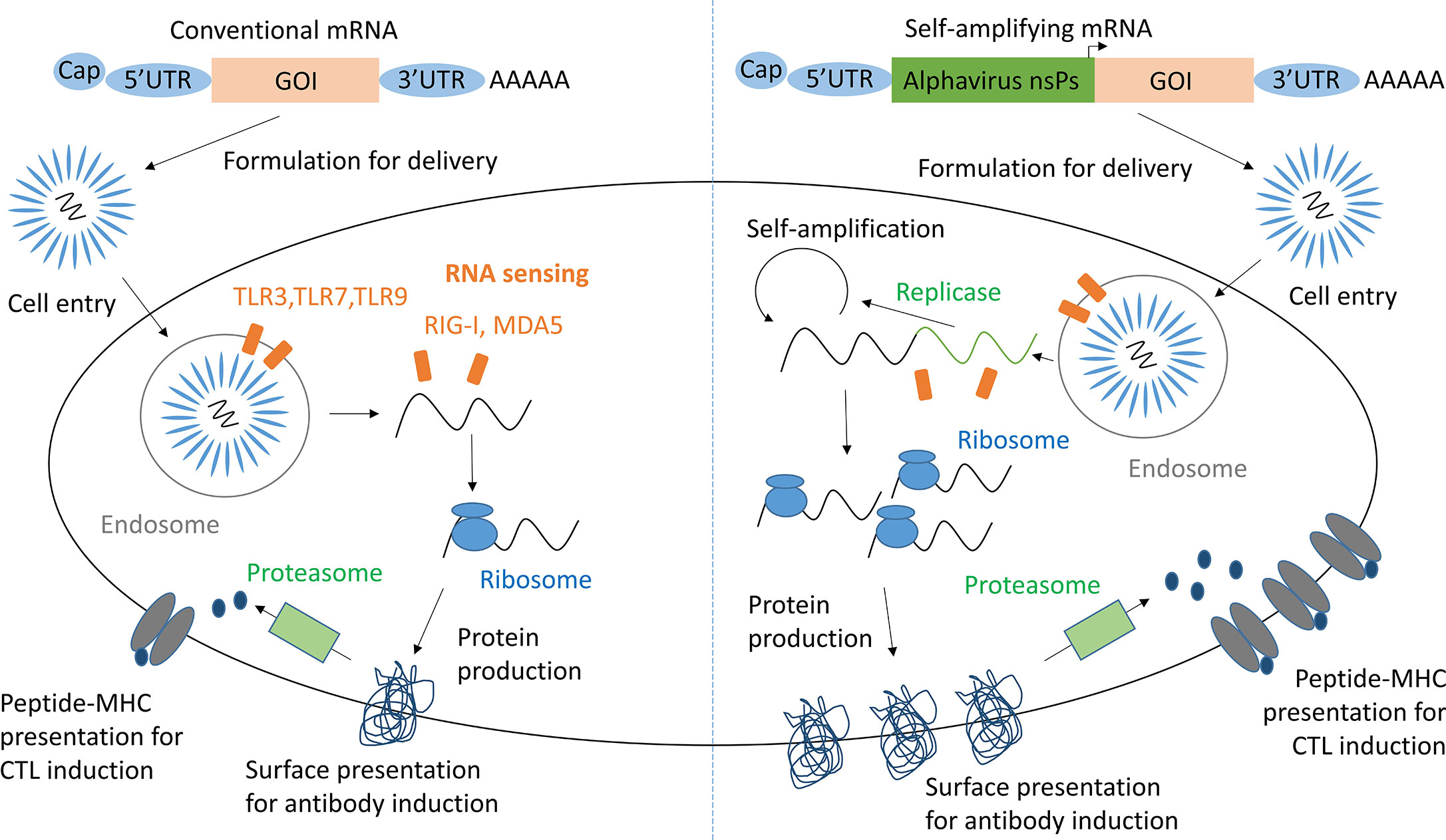 MRNA Vaccines Structure MRNA Vaccines Structure
