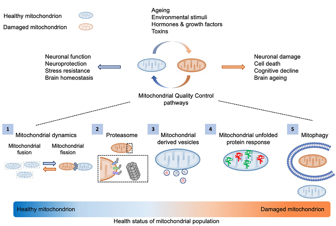 Frontiers Neuronal Mitophagy Friend Or Foe